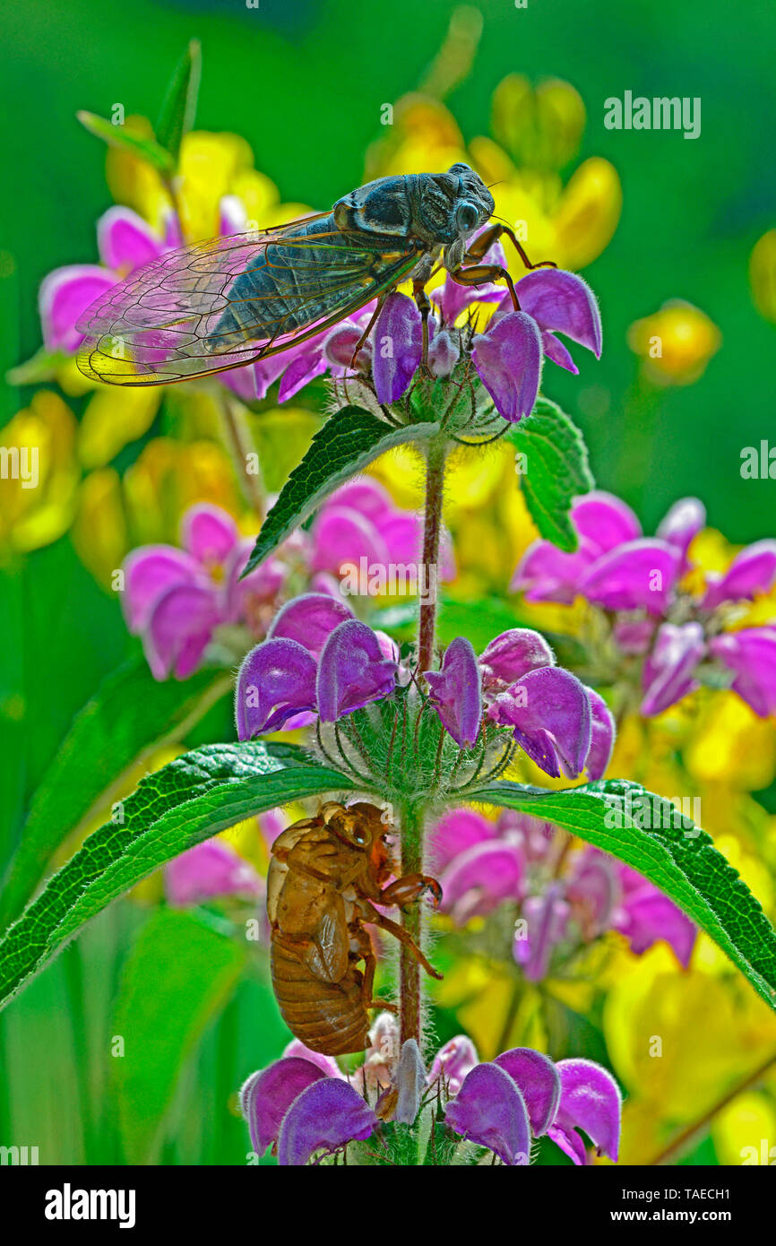 Common Cicada (Lyristes plebejus) on Betony in summer, Orb Valley ...