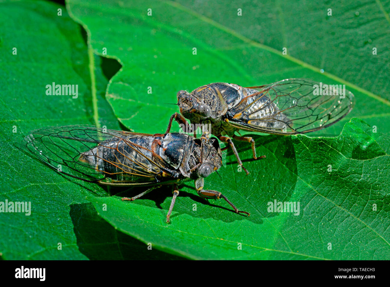 Common Cicada (Lyristes plebejus) on fig leaf in summer, Orb Valley ...
