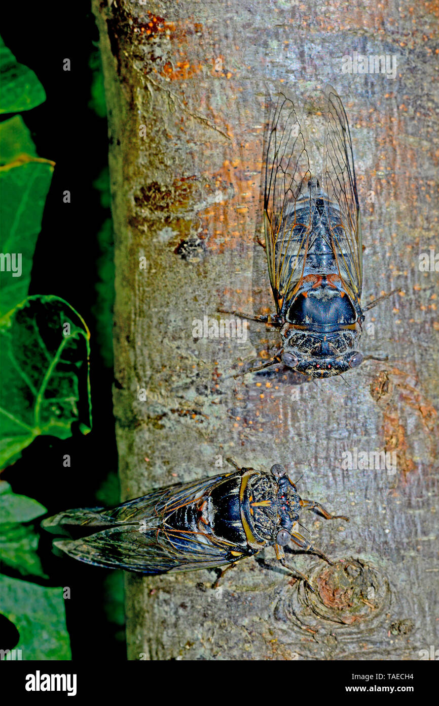 Common Cicada (Lyristes plebejus) on branch in summer, Regional Natural ...
