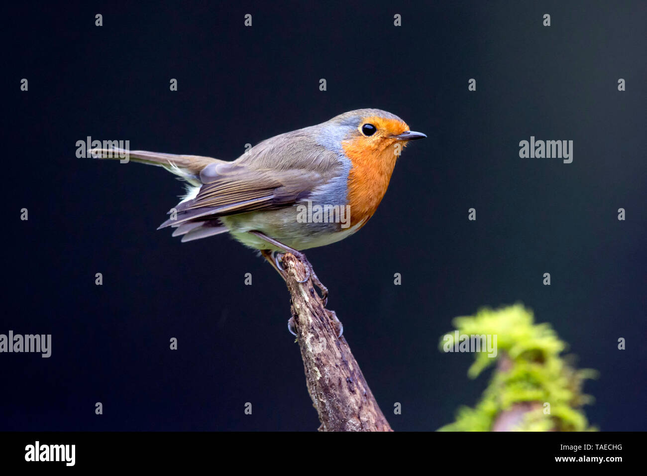 Lorraine robins hi-res stock photography and images - Alamy