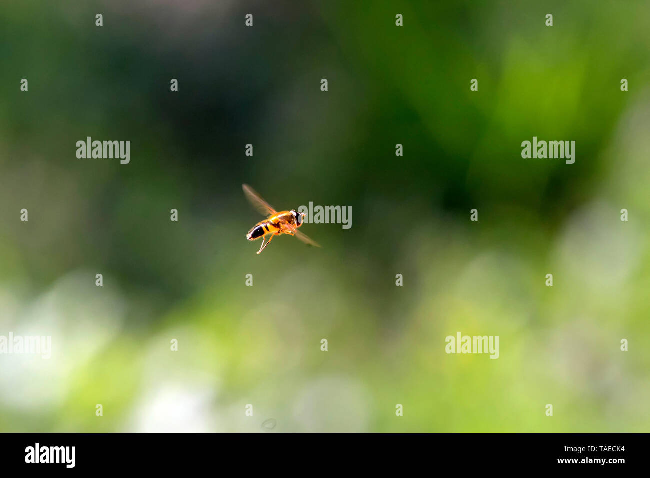 Hover fly syrphidae sp hi-res stock photography and images - Alamy
