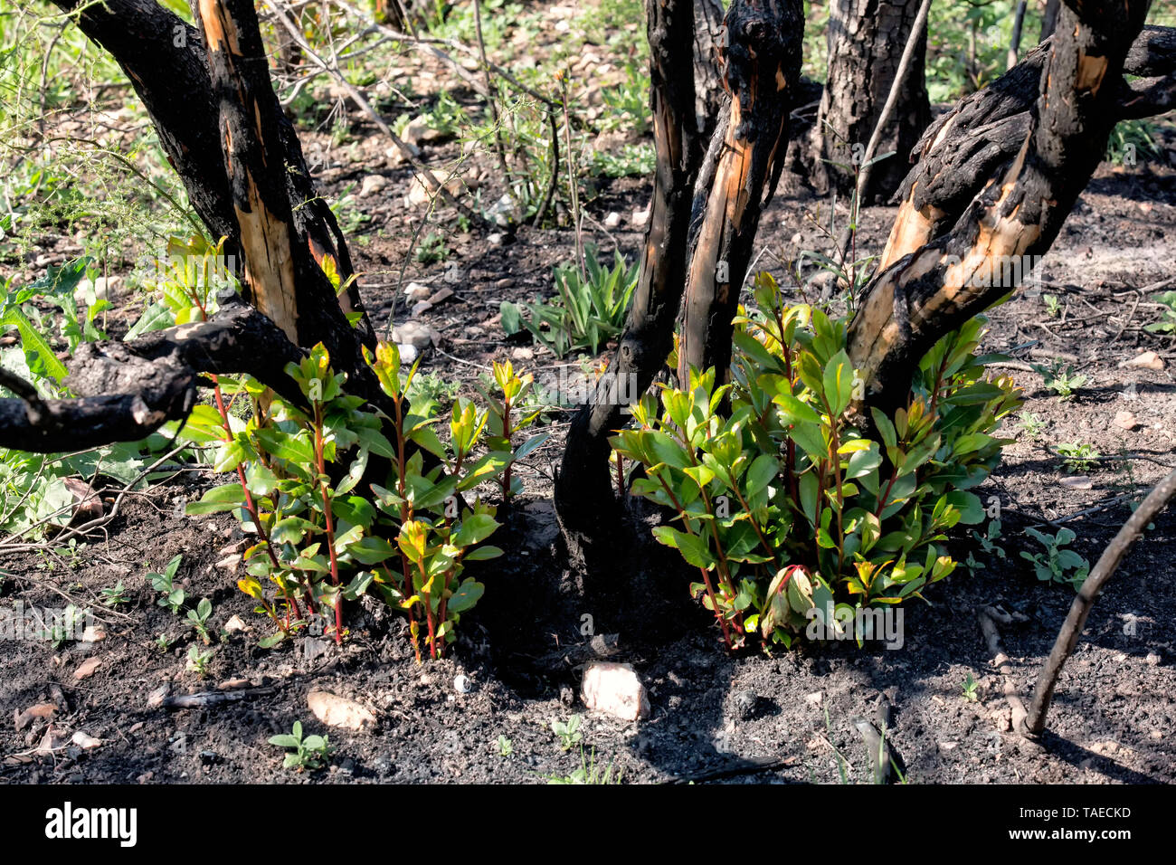 Strawberry tree (Arbutus unedo) regrowth the year after the fire, In a ...