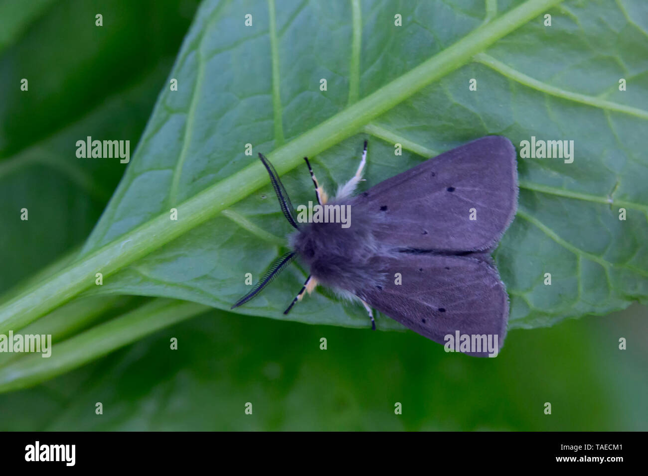 Buff (Diacrisia mendica) dark form, on a leaf at the edge of a forest ...