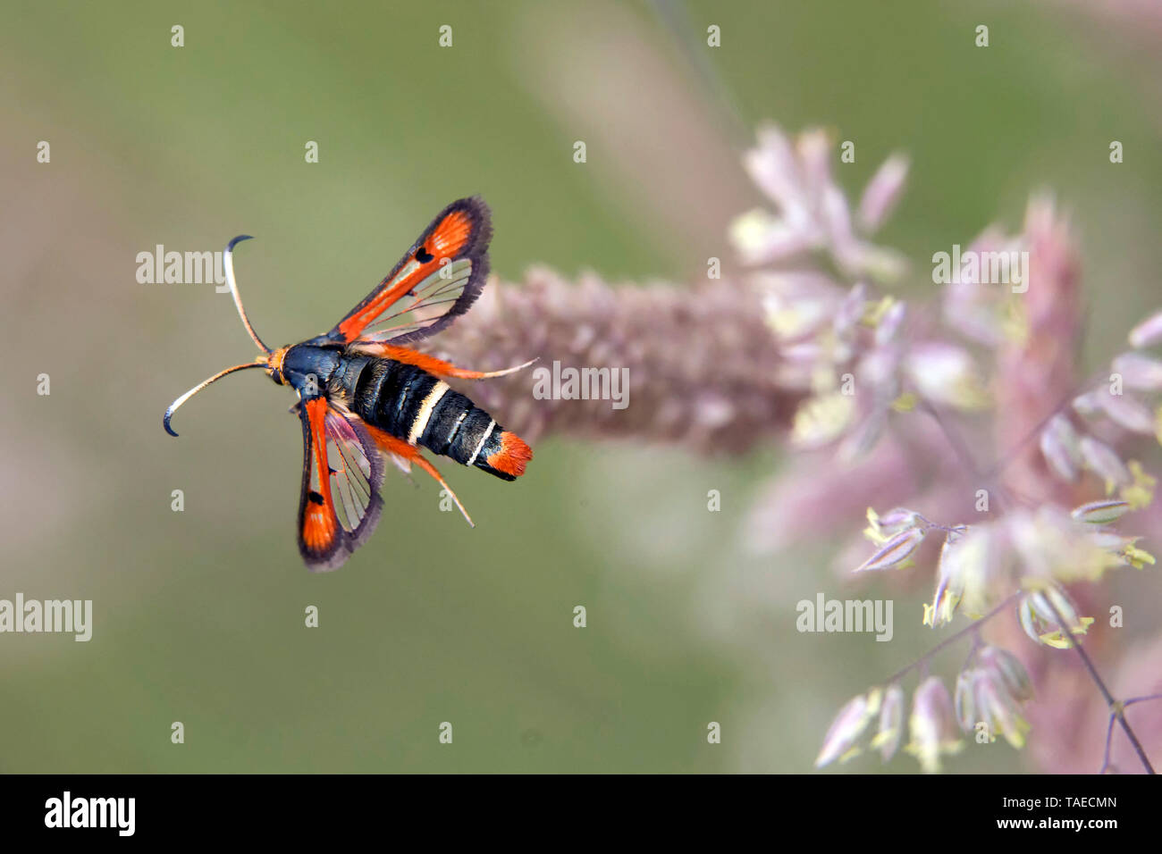 Khus Khus Grass High Resolution Stock Photography and Images - Alamy
