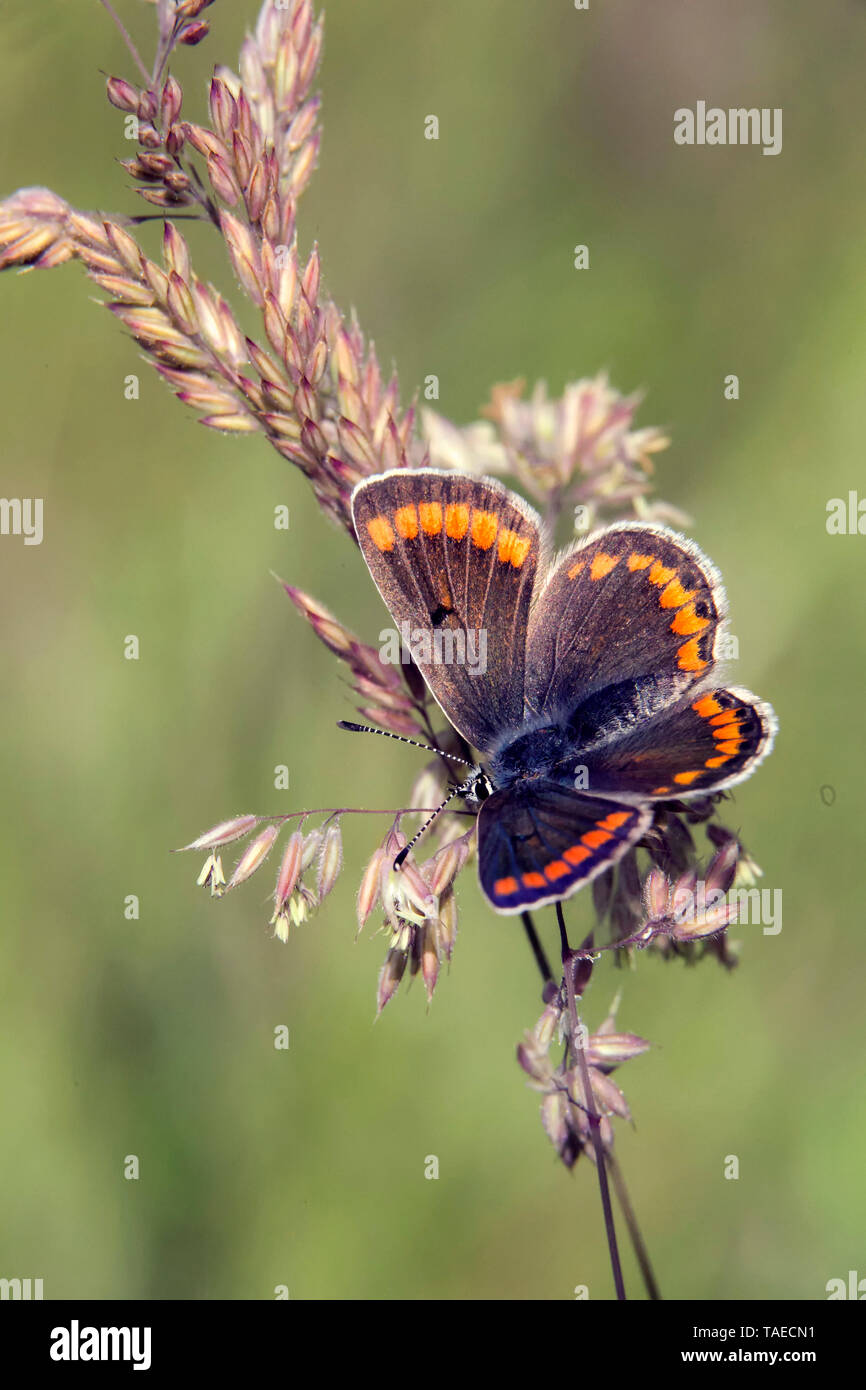 Brown Argus (Aricia agestis) open wings on a grass in spring Forest ...