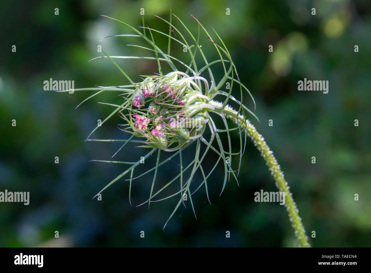 Umbellifer (Apiaceae sp) can be wild Carrot (Daucus carota), Early ...