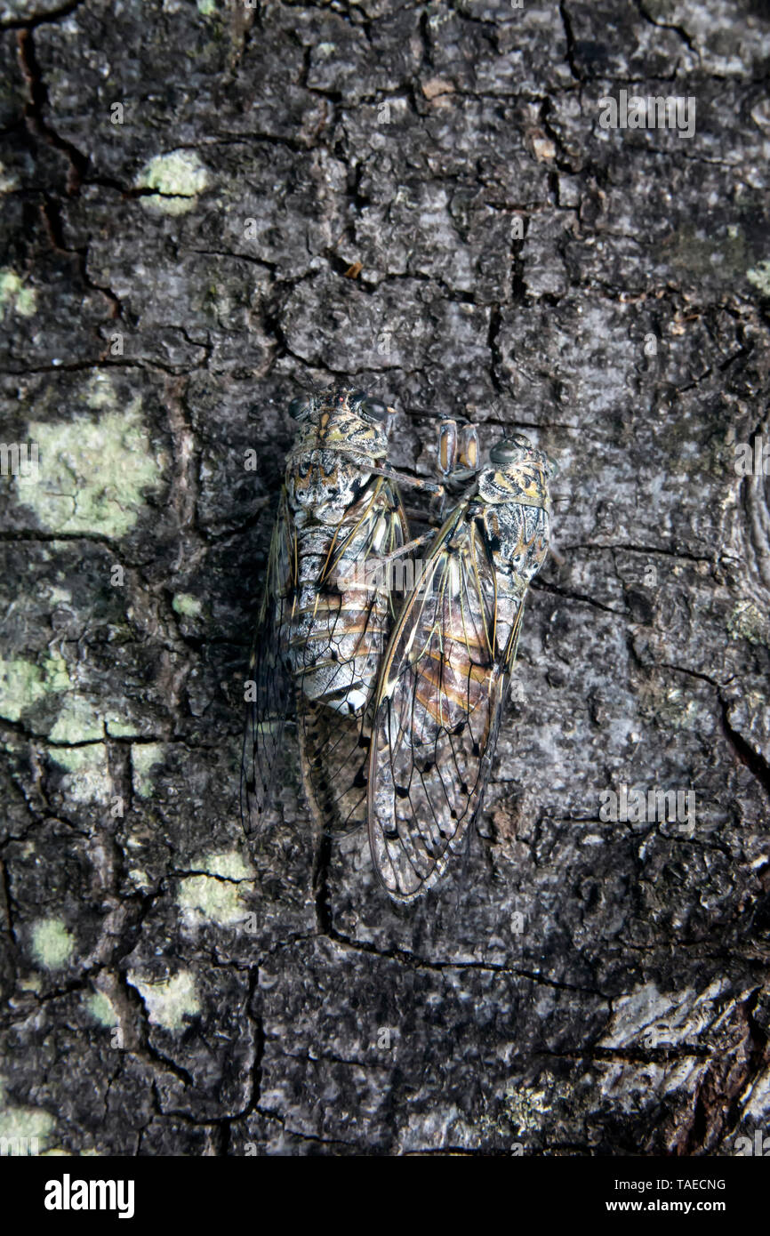 Grey cicada (Cicada orni) Mating on a tree trunk at the beginning of ...