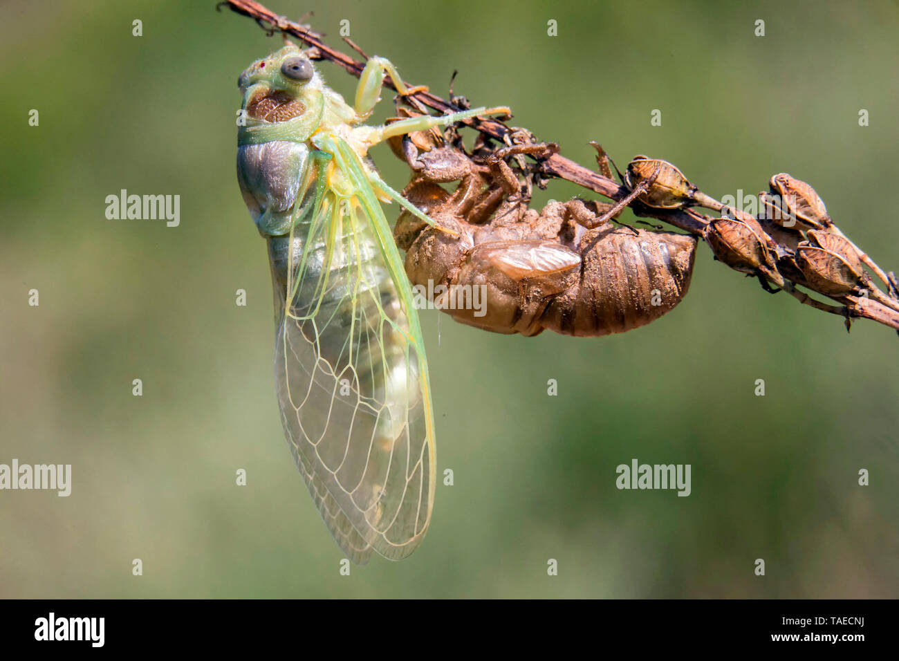 Cicada anatomy hi-res stock photography and images - Alamy