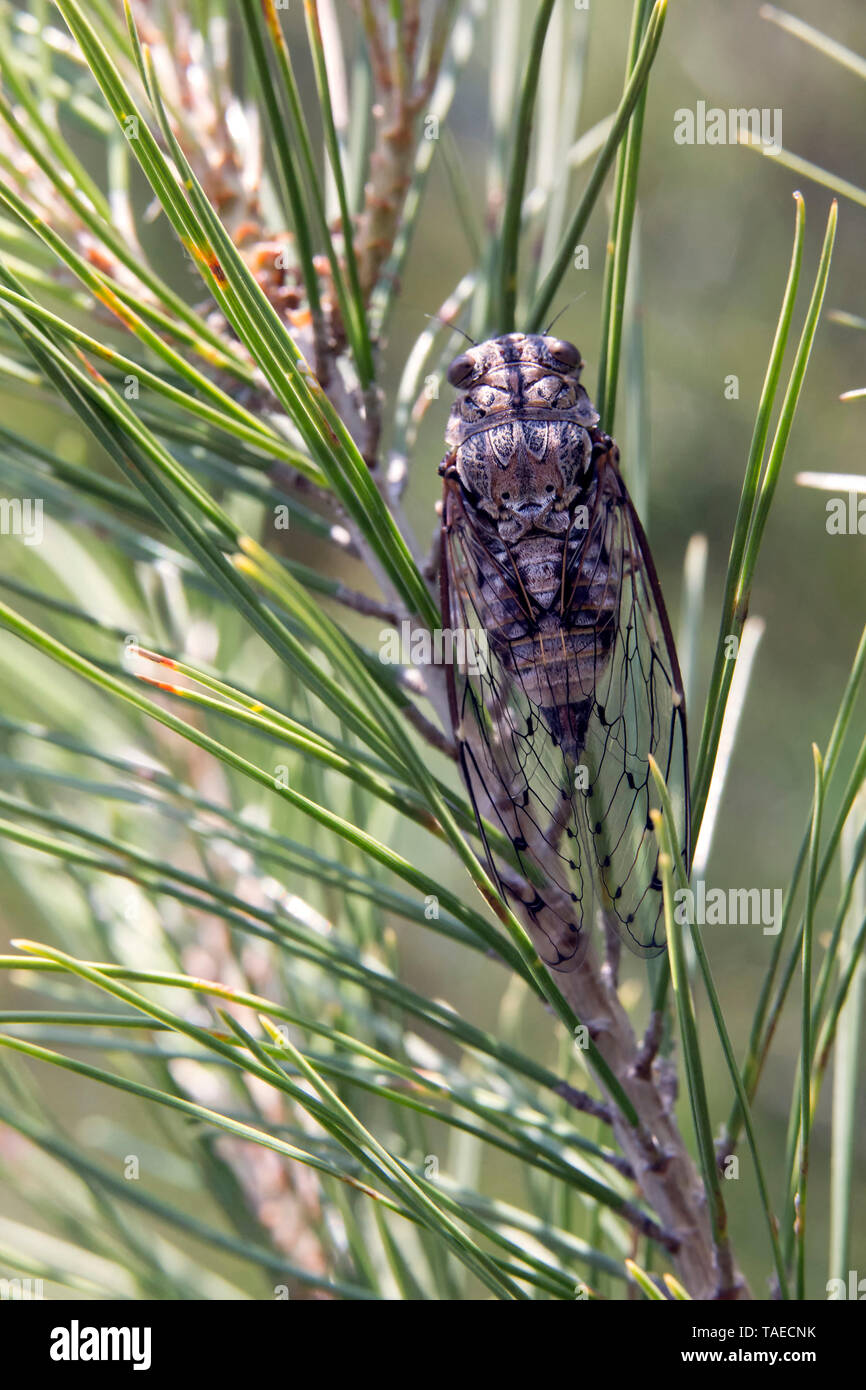Grey cicada (Cicada orni) on a Pine tree at the beginning of summer ...