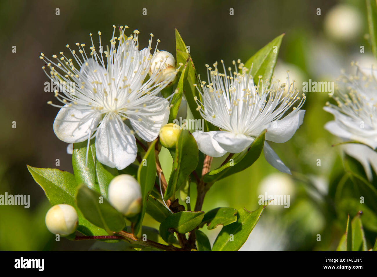Myrtle flowers myrtus communis hi-res stock photography and images - Alamy