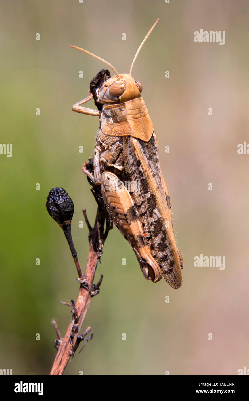 Italian locust (Calliptamus italicus) Closed wing on a heath in summer ...