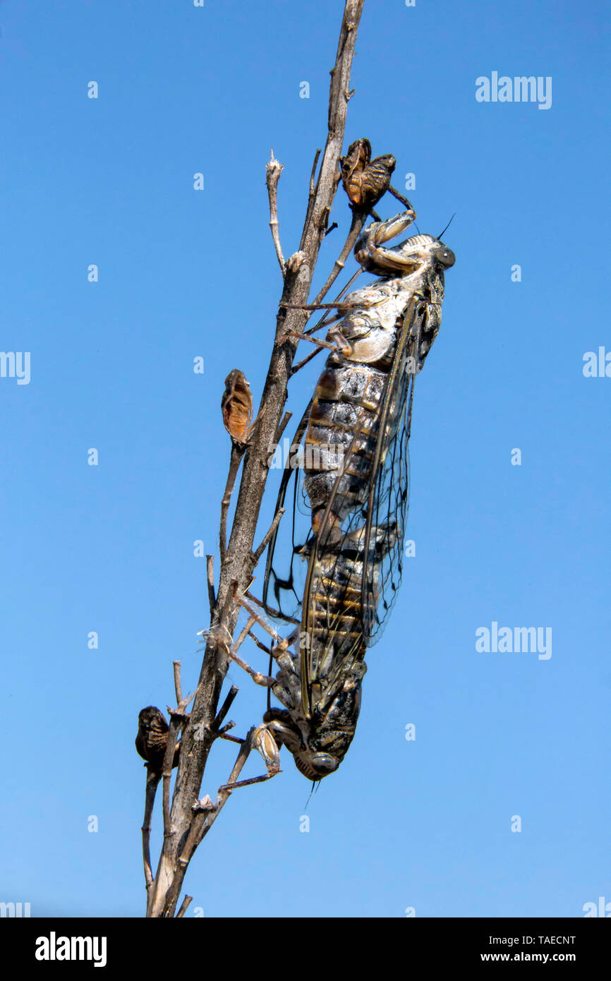 Grey cicada (Cicada orni) Mating on a dry stem on a background of blue ...