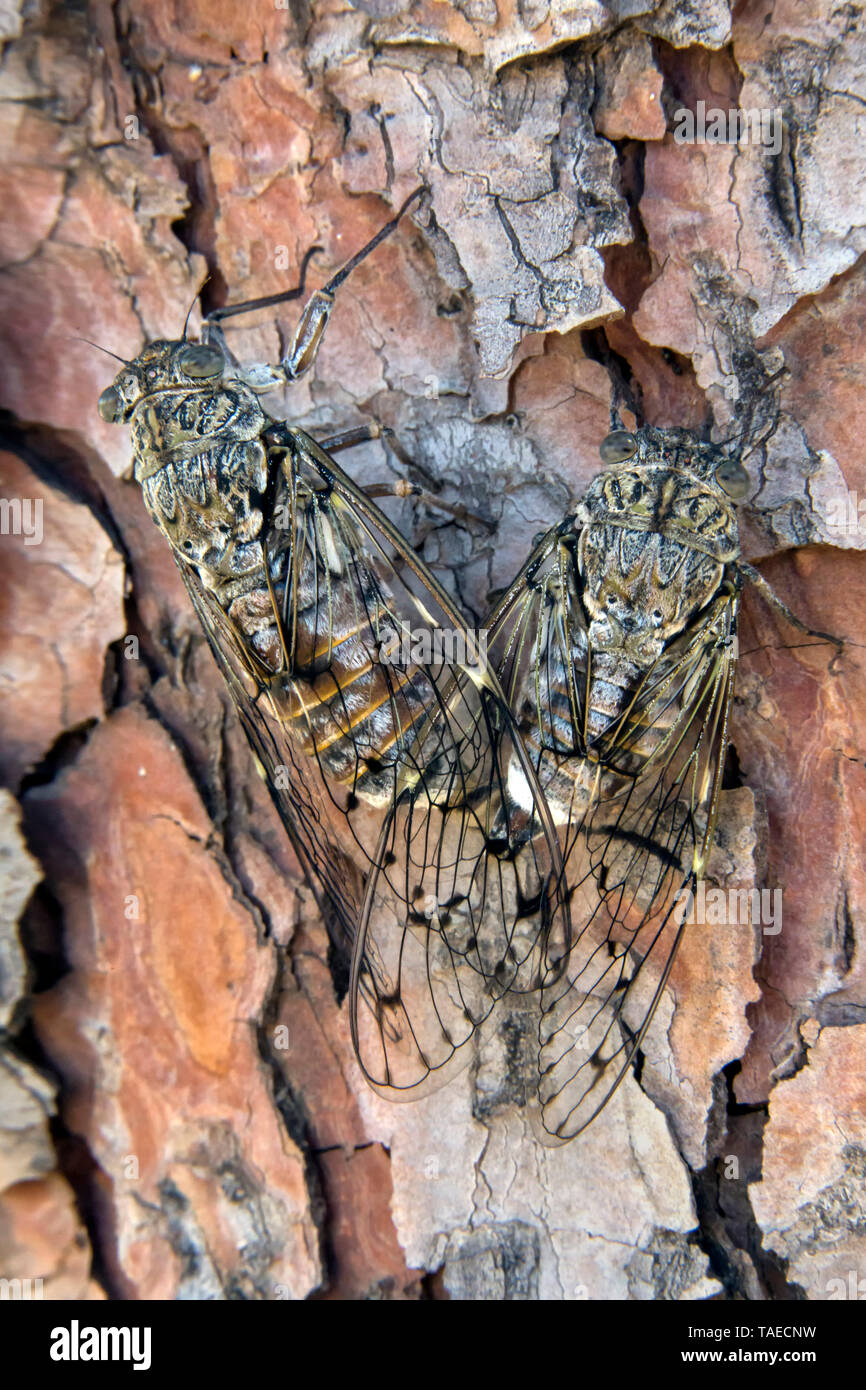 Grey cicada (Cicada orni) Mating on a pine trunk at the beginning of ...