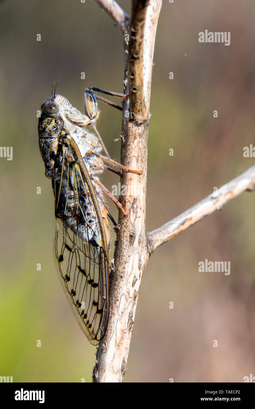 Grey cicada (Cicada orni) on a dry stem of asphodel at the beginning of ...