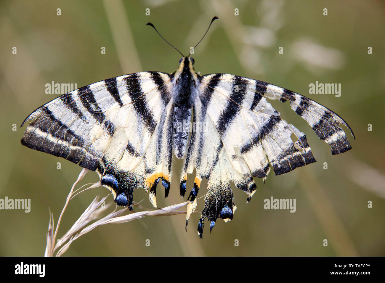 Southern swallowtail (Iphiclides podalirius) End of life with damaged ...