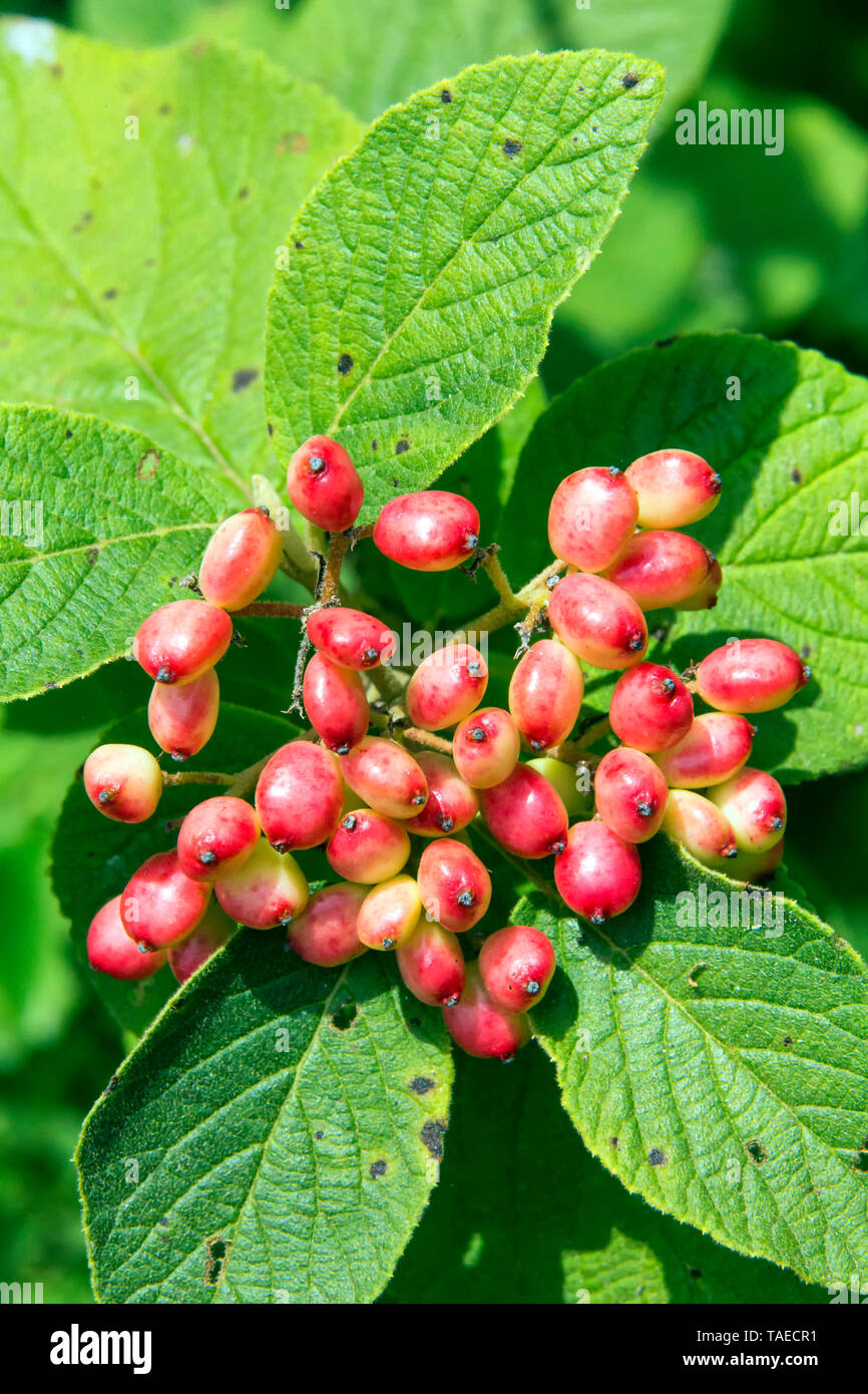 Berberis sp hi-res stock photography and images - Alamy