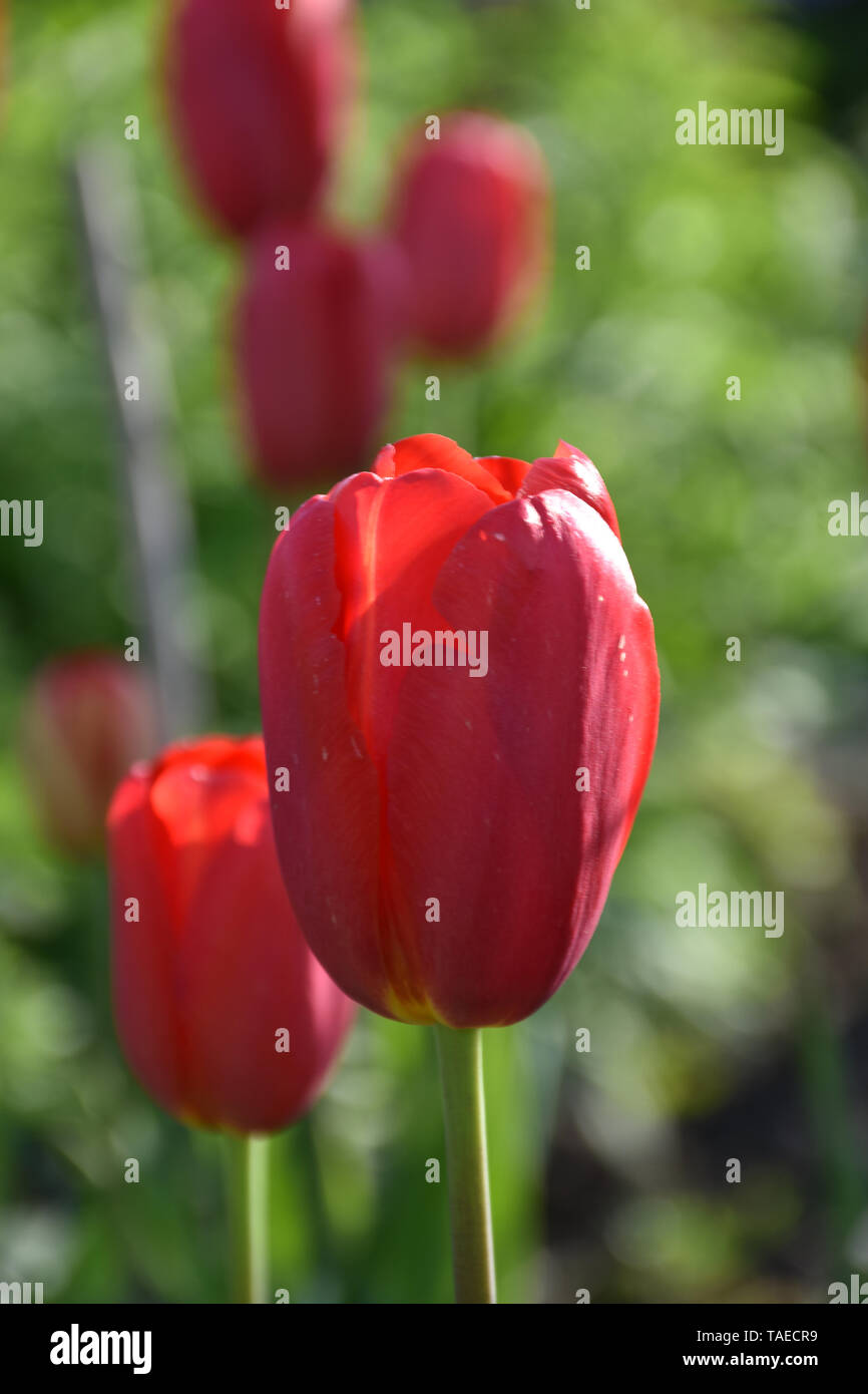 Lovely blooming red tulip flowers in a garden Stock Photo - Alamy