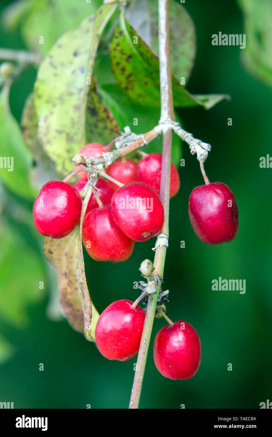 Prunus (Prunus mahaleb), Detail of fruits in summer, Terroin Valley ...