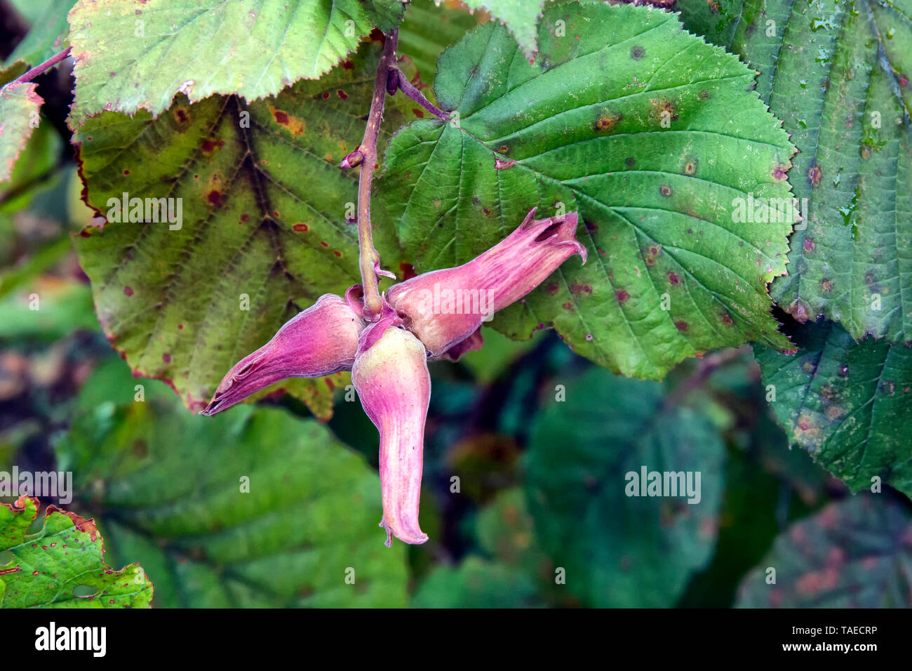 Turkish hazelnuts (Corylus colurna) on the tree, France Stock Photo - Alamy