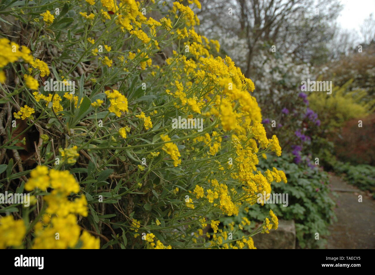 Glasgow flowers hi-res stock photography and images - Alamy