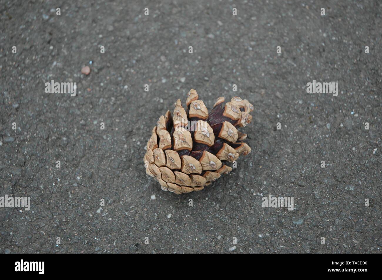 Beautiful pine cone close hi-res stock photography and images - Alamy