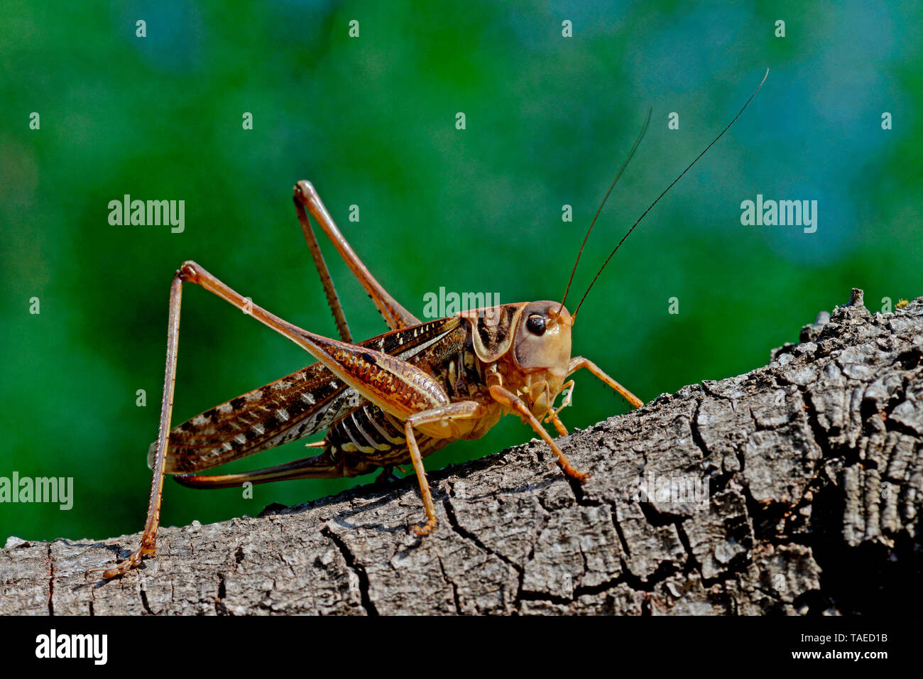 White-faced bush Cricket (Decticus albifrons) female on a branch ...