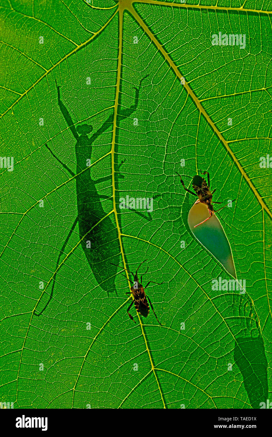 Praying Mantis (Mantis religiosa) shadow and Western conifer seed bug ...