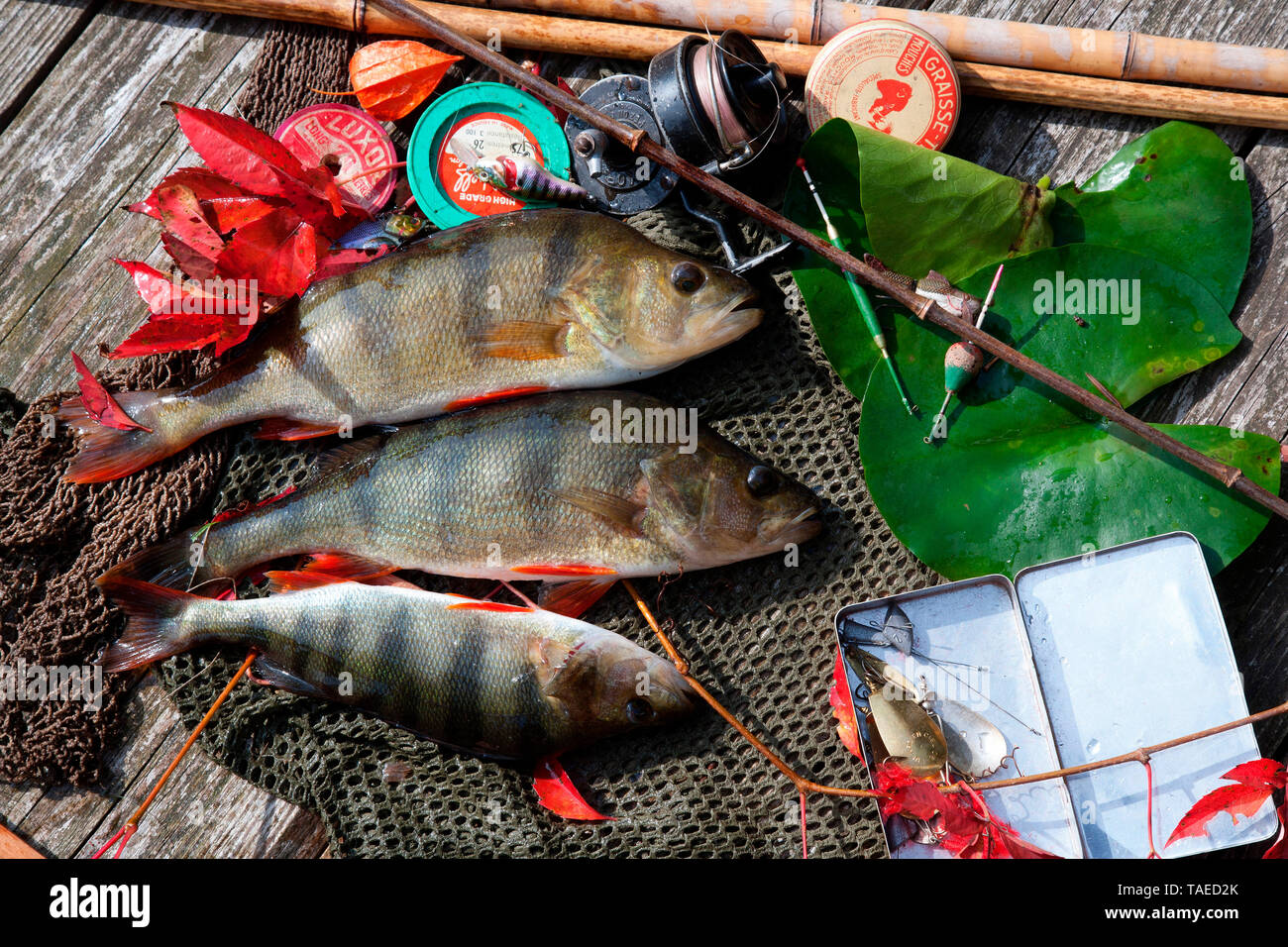 European perch (Perca fluviatilis) catch, Sewen Lake, Doller Valley ...