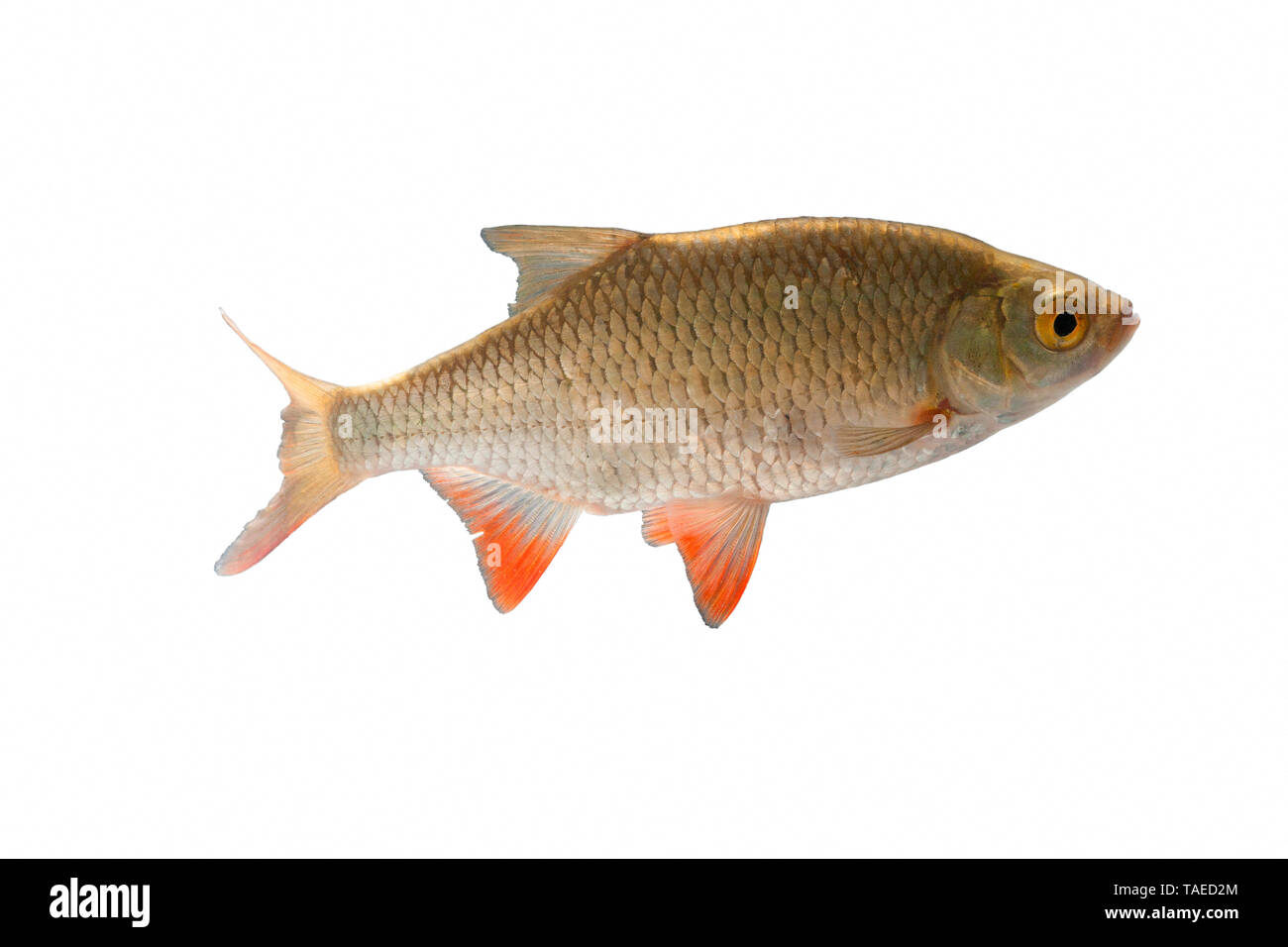 Least concern by the iucn Cut Out Stock Images & Pictures - Alamy