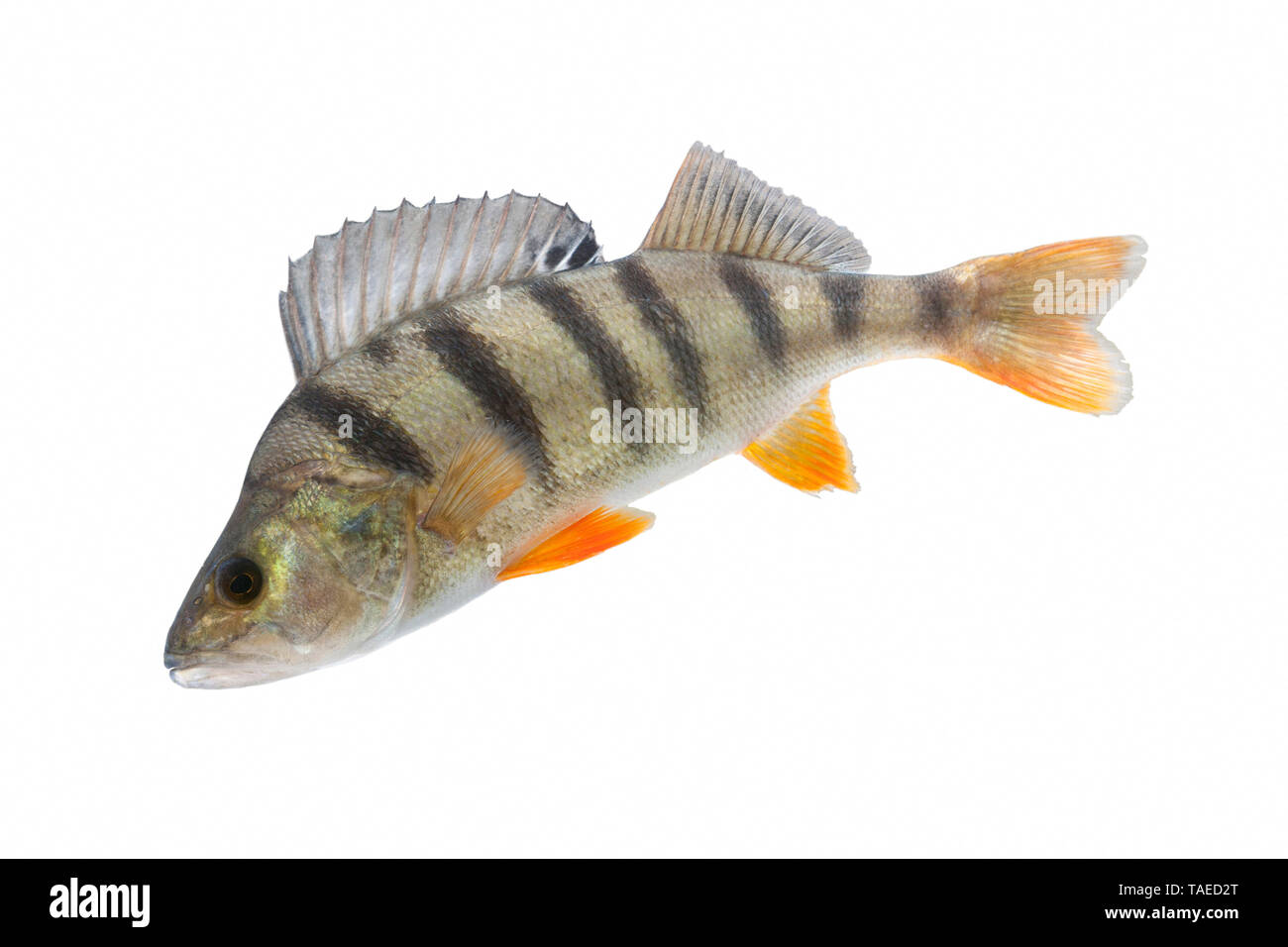 European perch (Perca fluviatilis) on white background, Sewen Lake ...