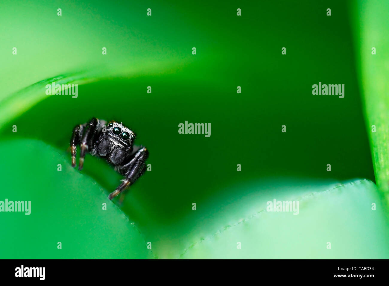 Jumping spider (Evarcha arcuata), Lorraine, France Stock Photo - Alamy