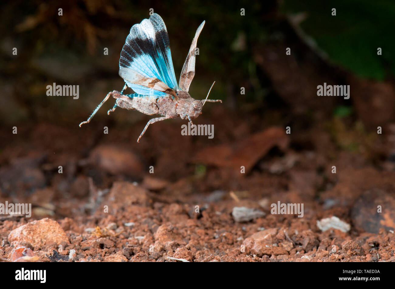 Blue-winged Grasshopper (Oedipoda caerulescens)Locust jump, Bouxieres ...