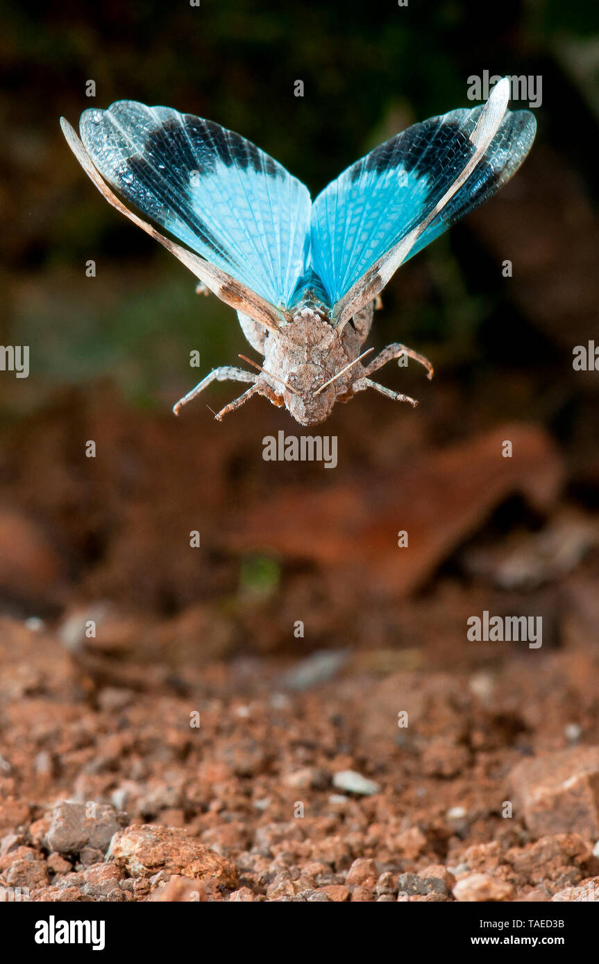 Blue-winged Grasshopper (Oedipoda caerulescens)Locust jump, Bouxieres ...
