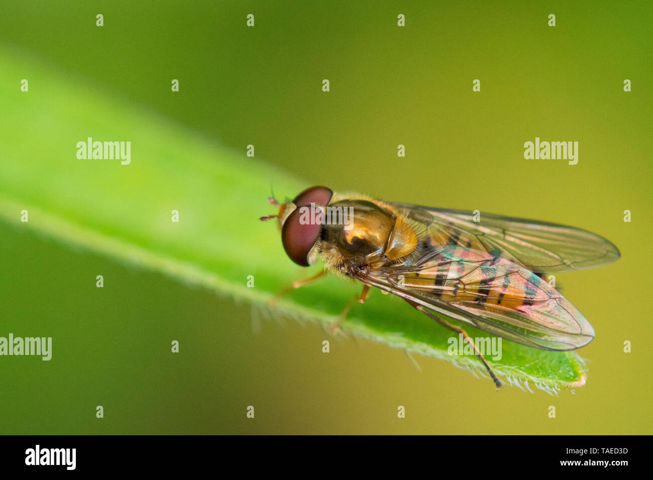 Marmalade Hover-fly (Episyrphus balteatus) on a leaf, Bouxieres aux ...