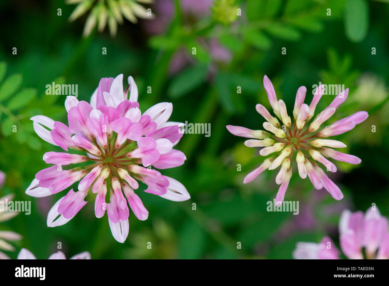 Purple crown-vetch (Coronilla varia) flower, Lorraine, France Stock ...