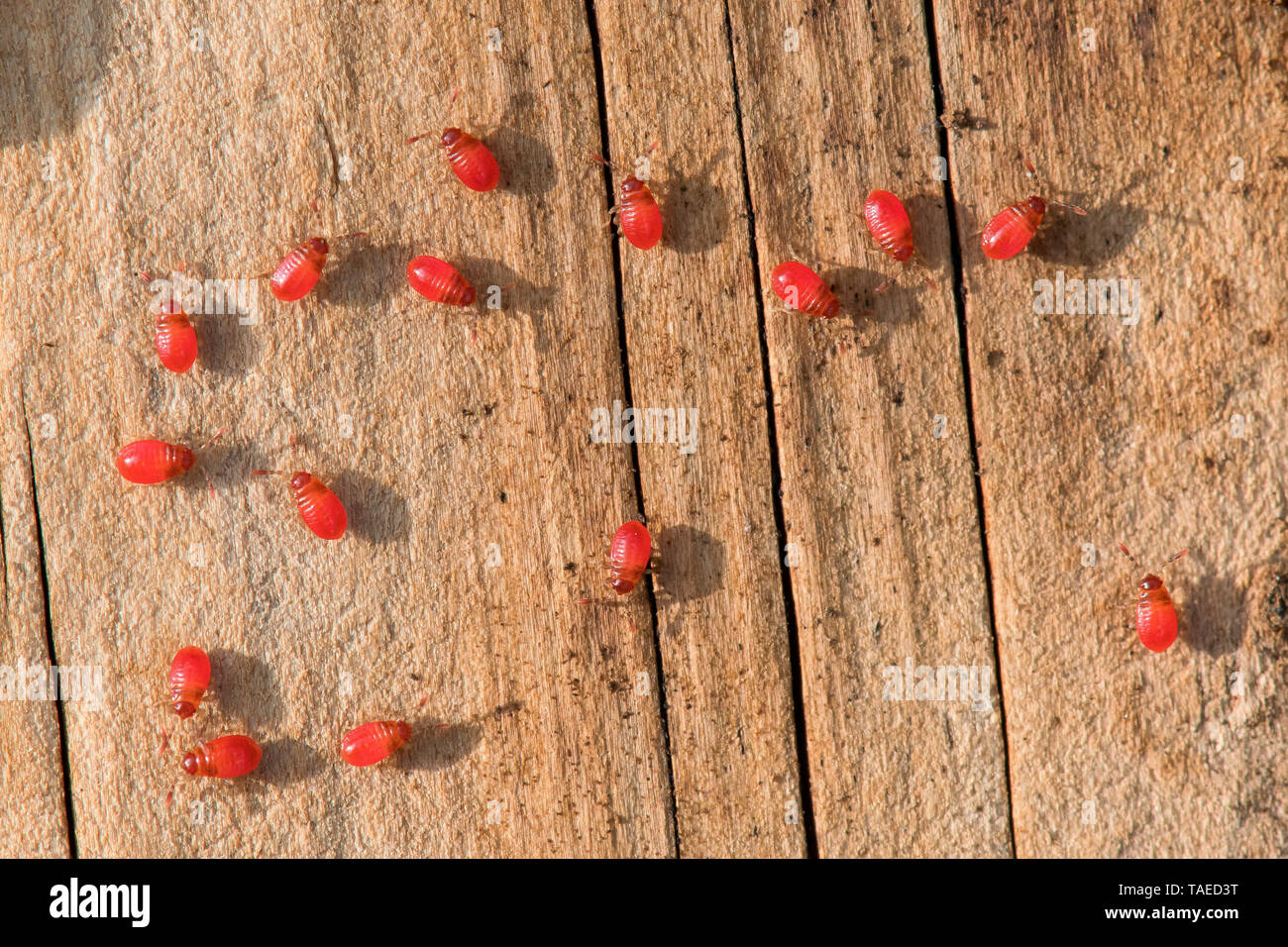 Fire bug (Pyrrhocoris apterus) juveniles, Lorraine, France Stock Photo ...