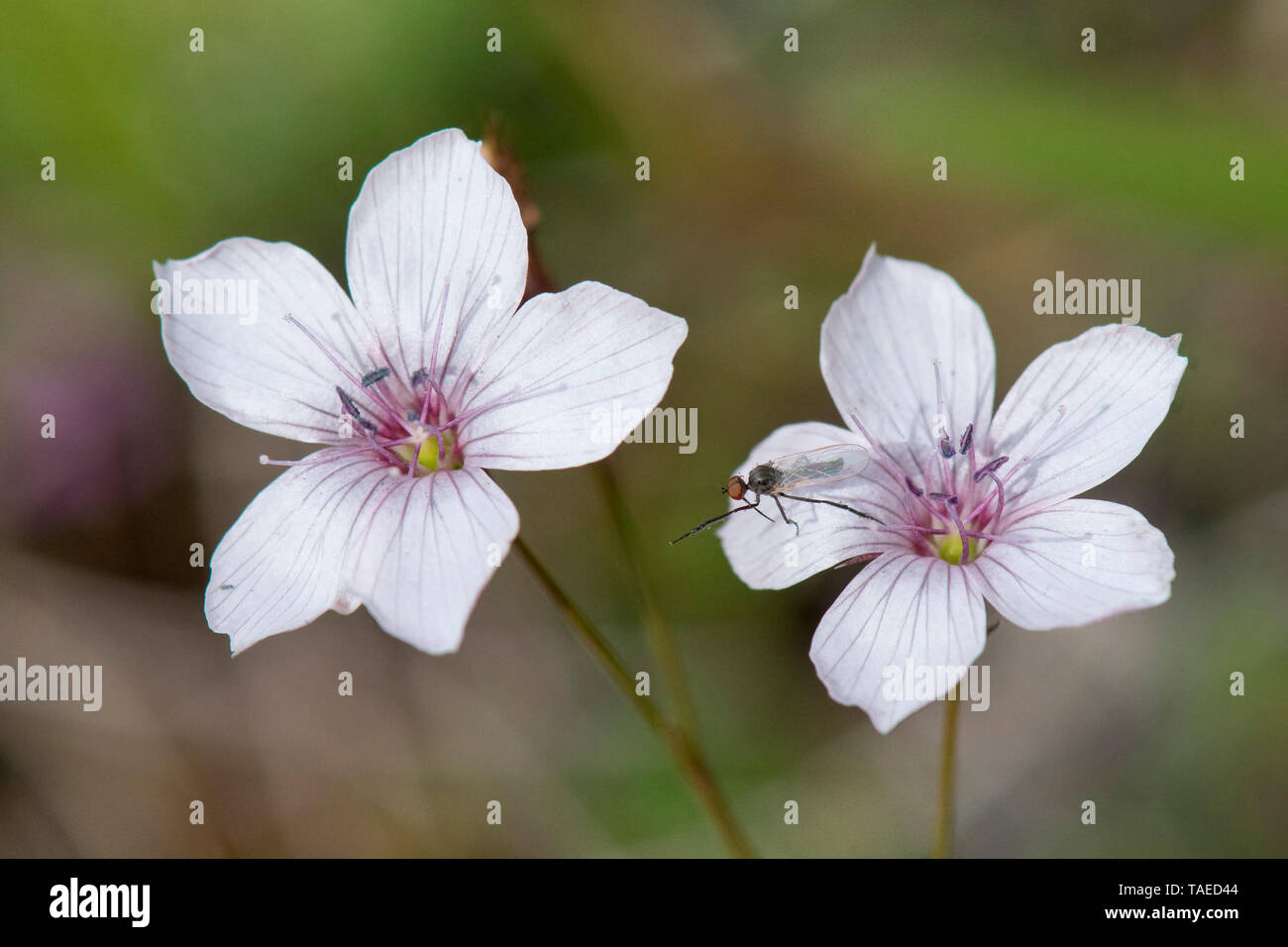Dance fly (Empis sp) on Wild Linen (Linum tenuifolium) flower, Lorraine ...