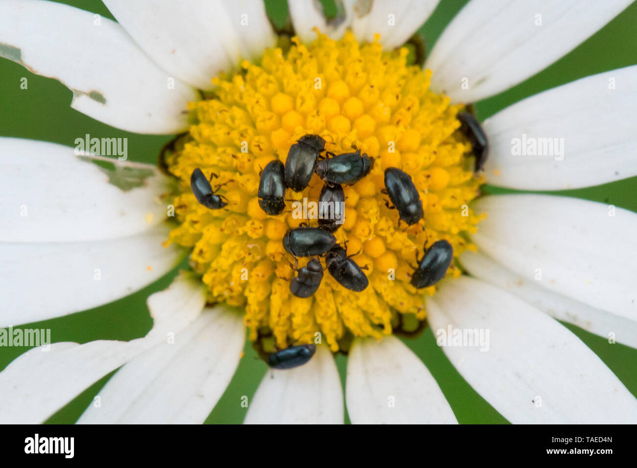 Pollen Beetle (Meligethes sp) on Daisy, Lorraine, France Stock Photo ...