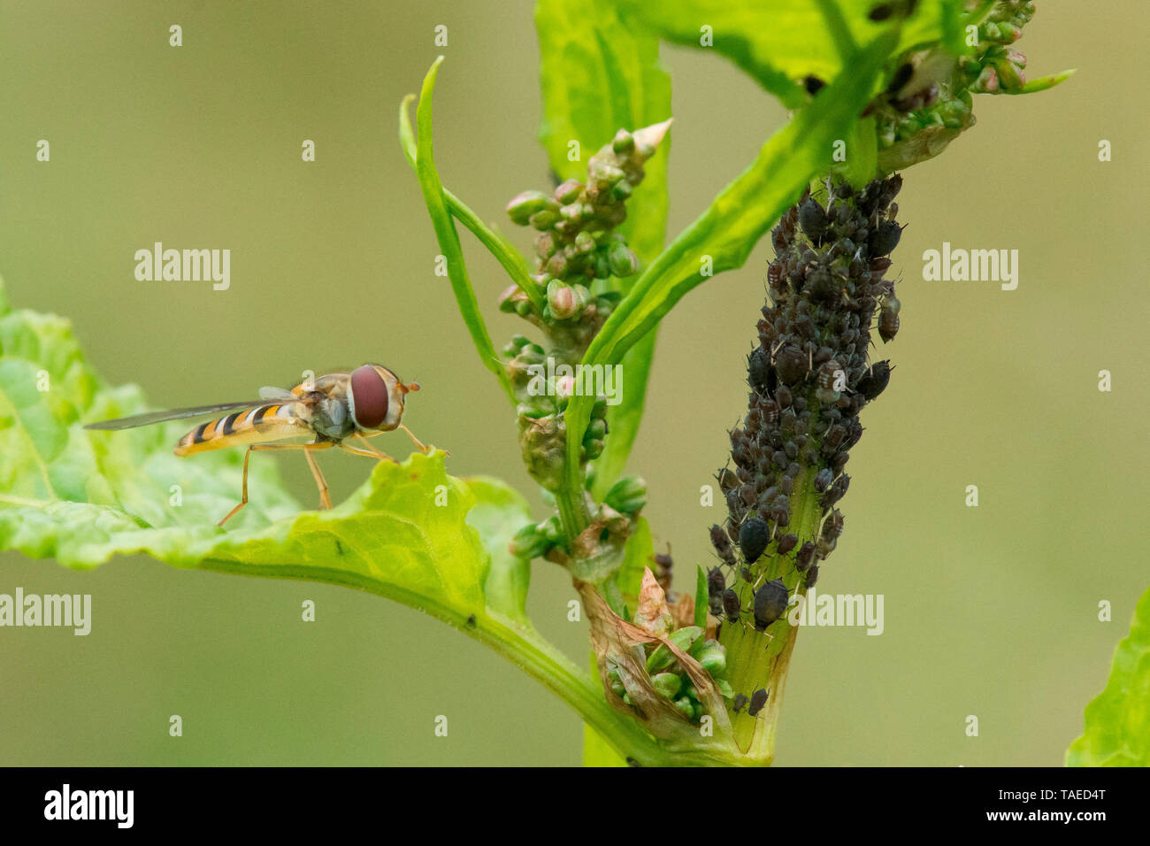 Marmalade Hover-fly (Episyrphus balteatus) female in front of a colony ...