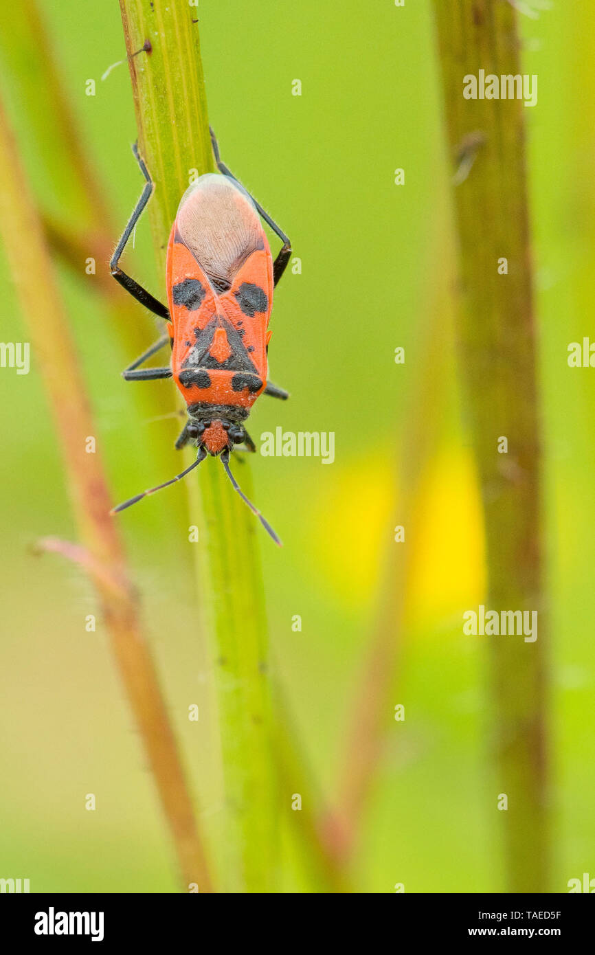 Cinnamon bug (Corizus hyoscyami), plateau of Bouxieres aux Dames ...