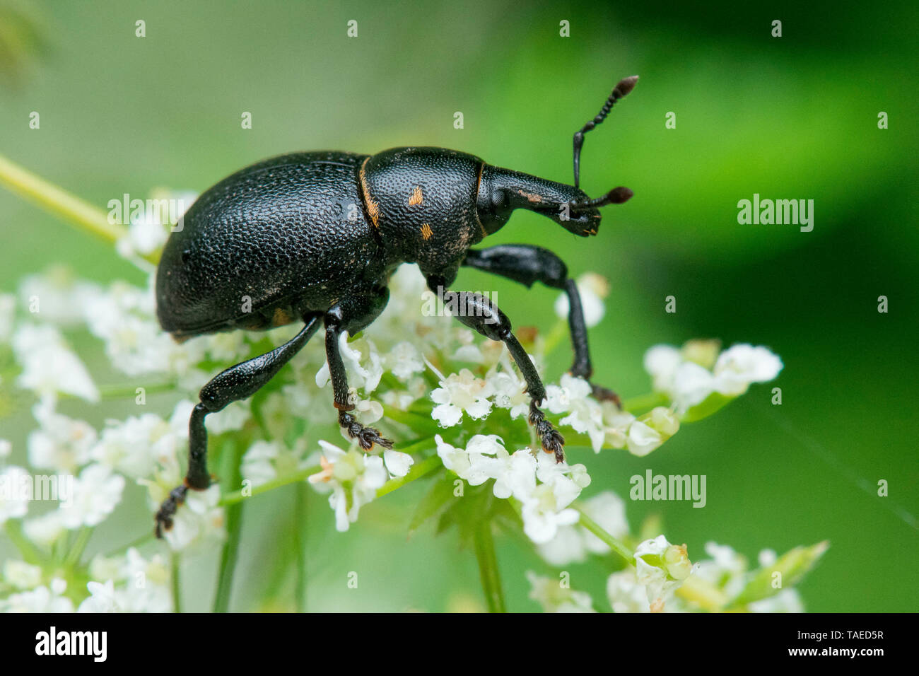 Weevil (Liparus coronatus) on Chervil (Anthriscus sp) flower, Plateau ...