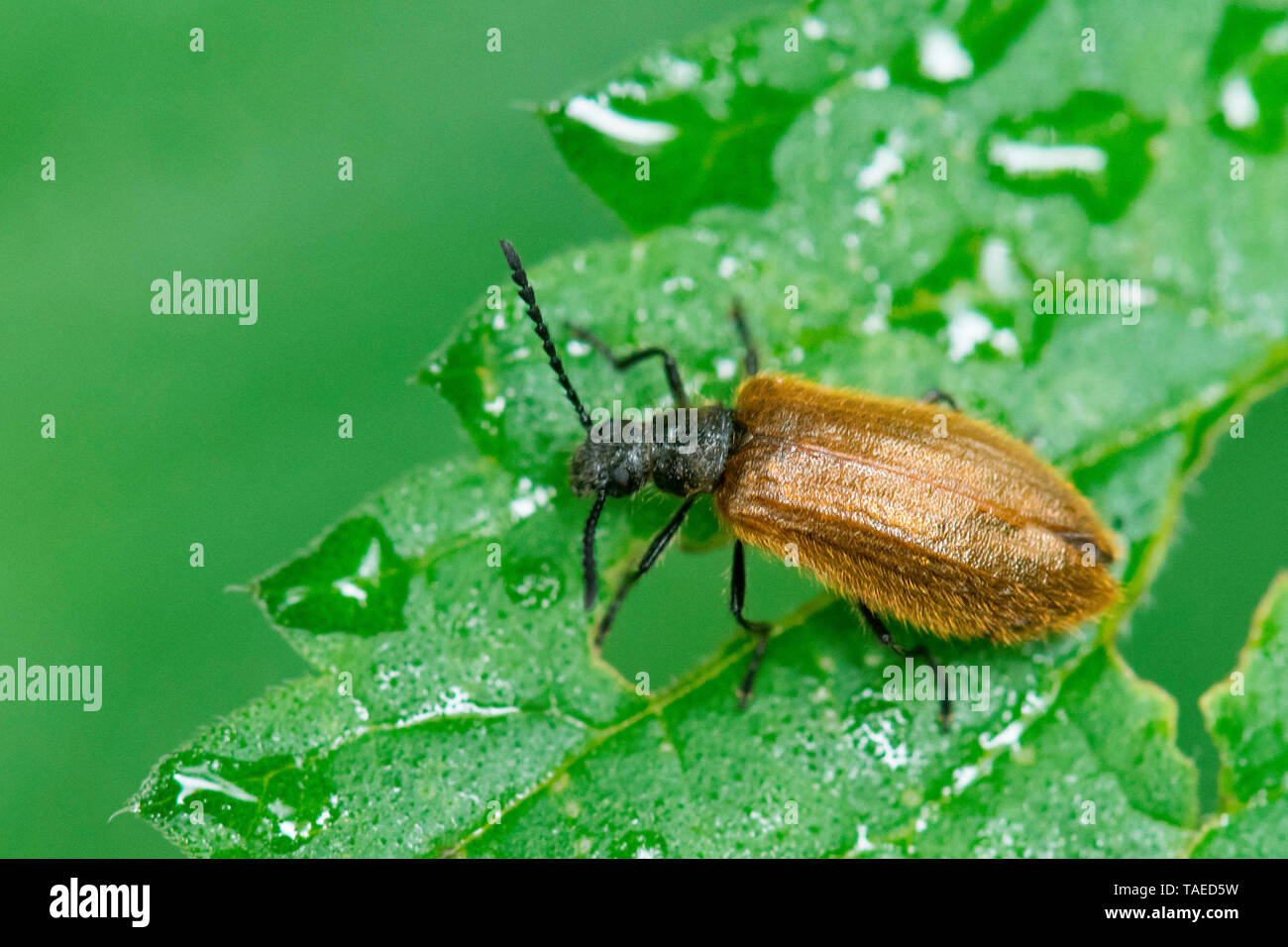 Darkling beetle (Lagria hirta) male on leaf, Lorraine, France Stock ...