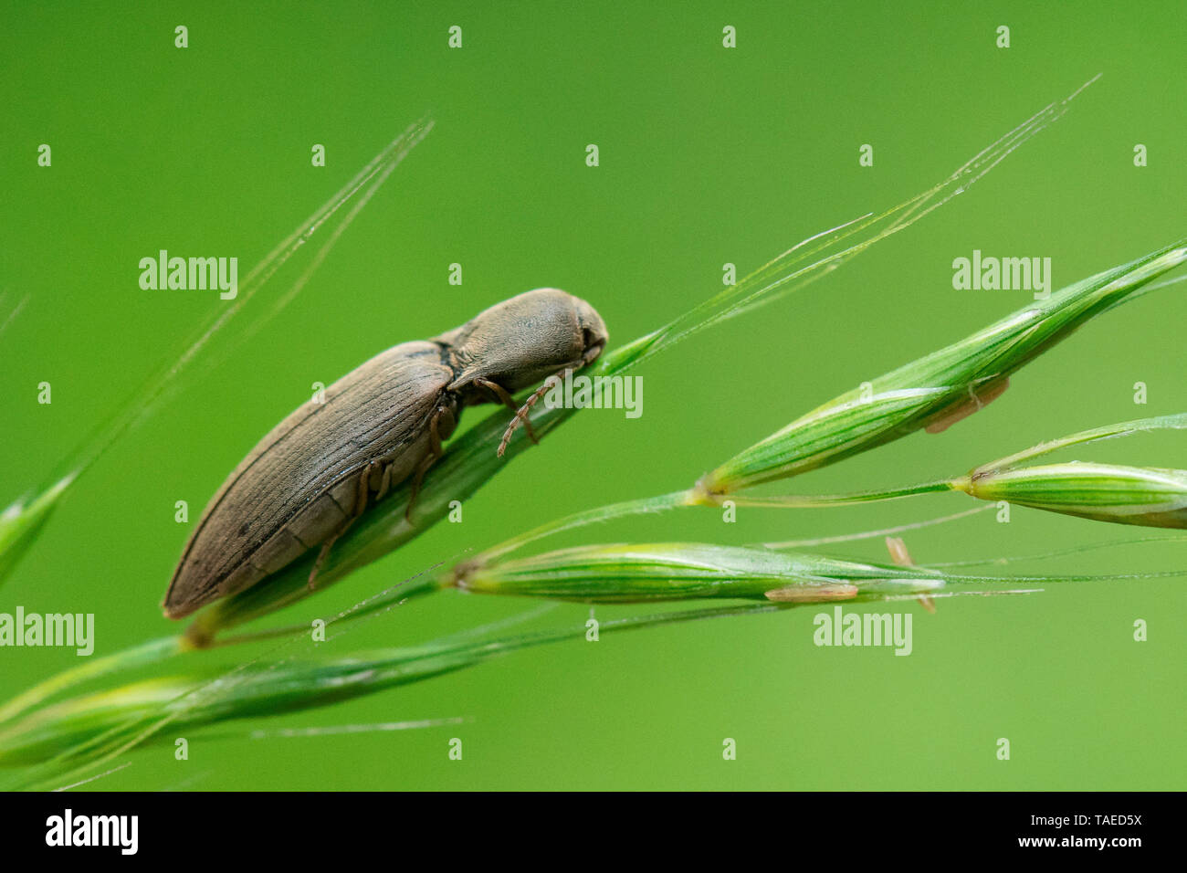 Wireworm hi-res stock photography and images - Alamy