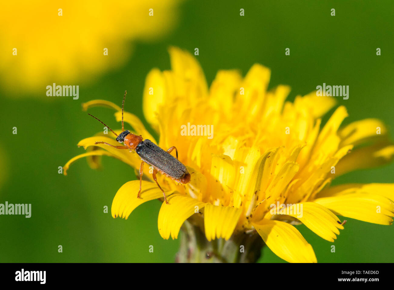 Soldier beetle cantharis sp hi-res stock photography and images - Alamy