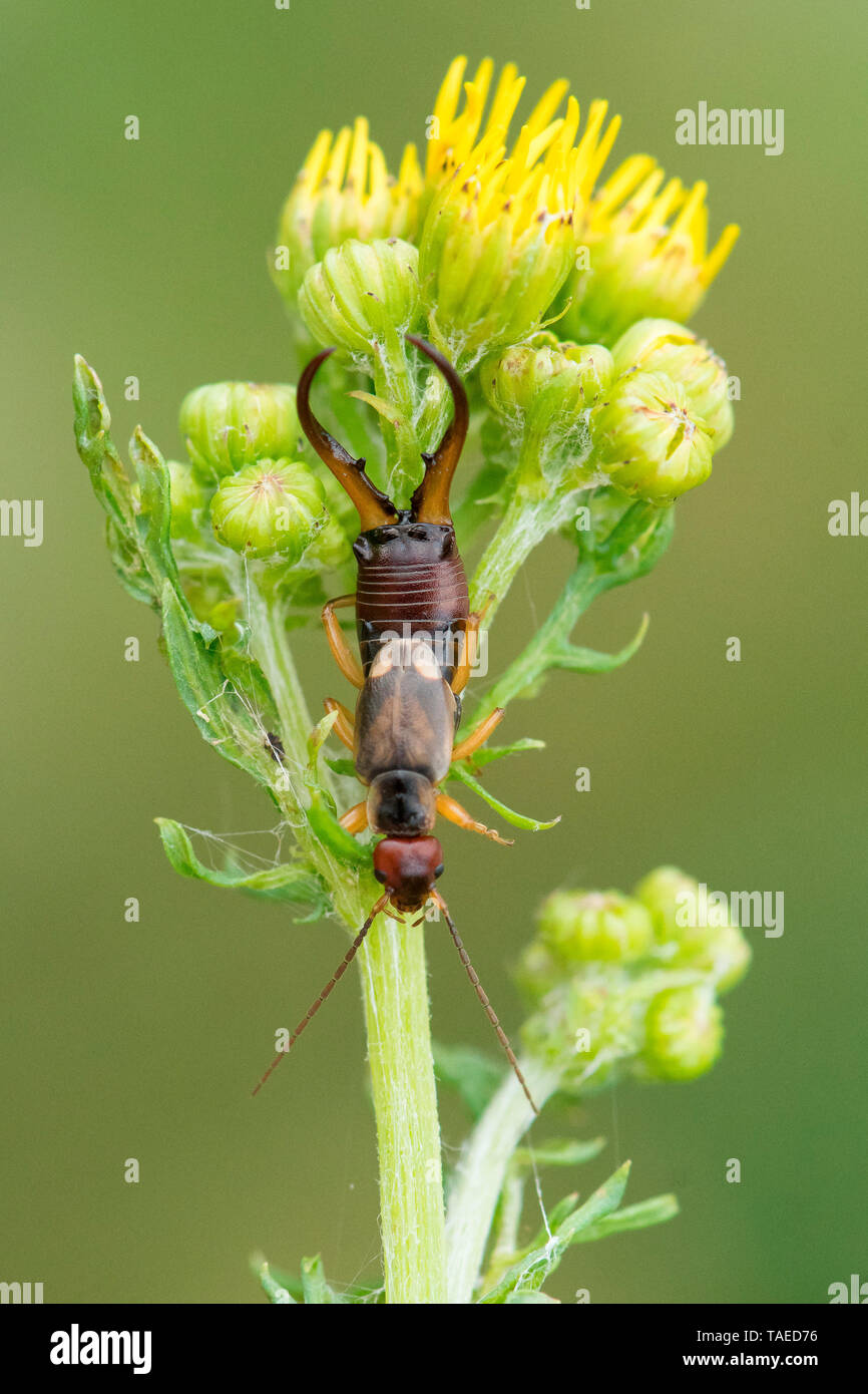 Common earwig (Forficularia auricularia) on Common Ragwort (Jacobaea ...