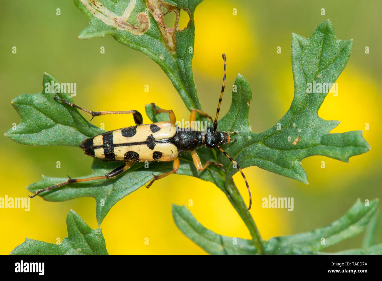 Spotted Longhorn Beetle (Strangalia maculata) on leaf, Lorraine, France ...