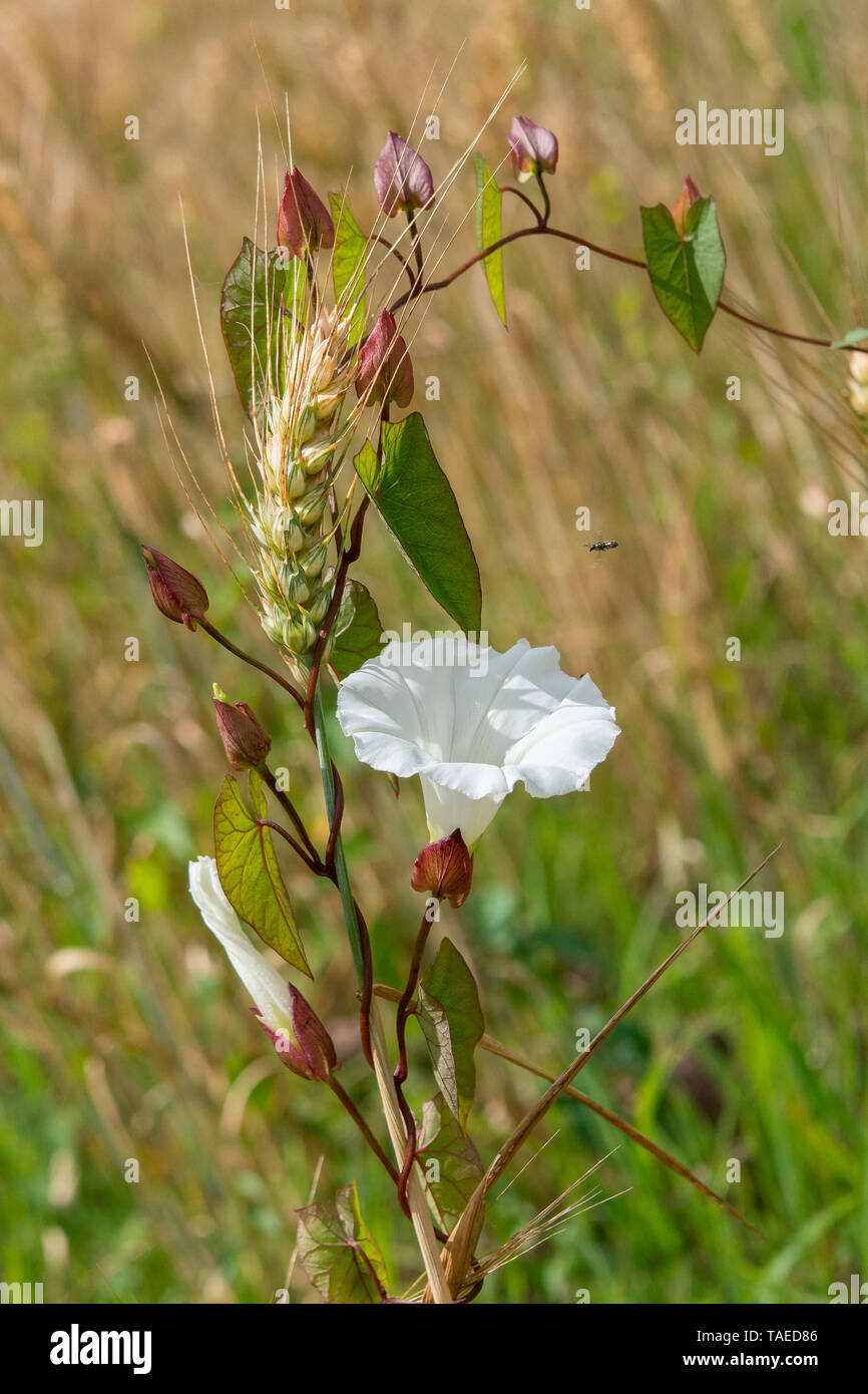 Flowering plants in the bindweed family convolvulaceae hi-res stock ...