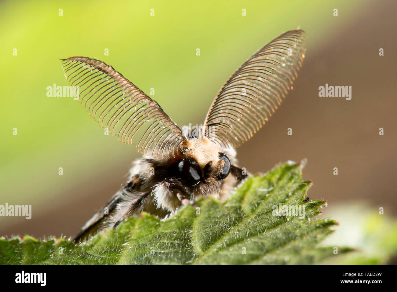 Black Arches (Lymantria monacha), Bouxieres aux dames, Lorraine, France ...