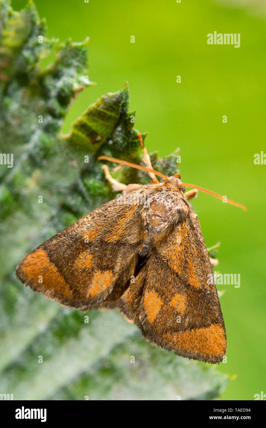 Limacodidae hi-res stock photography and images - Alamy