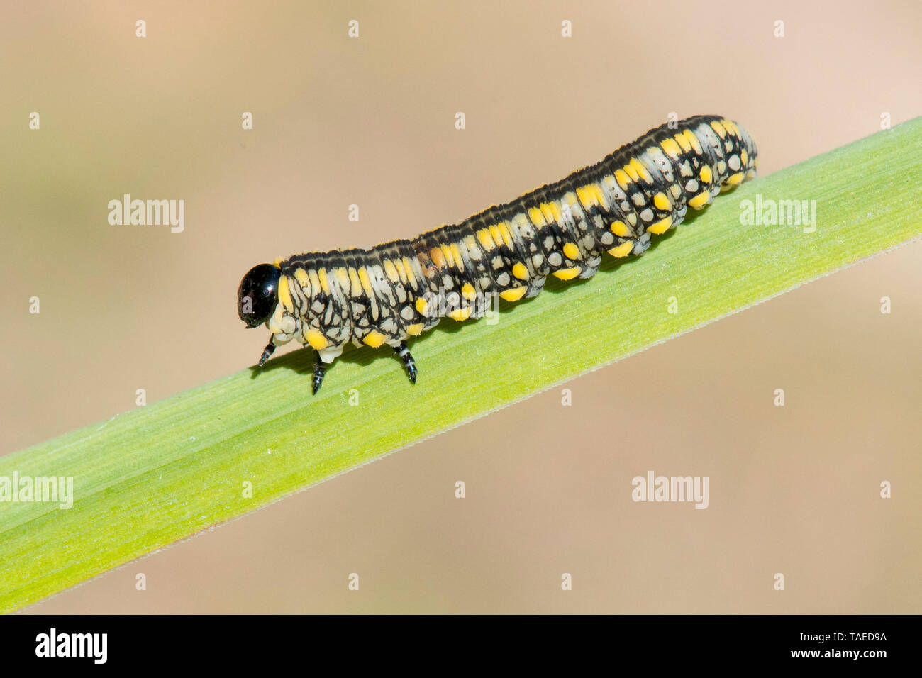 Symphyta hi-res stock photography and images - Alamy